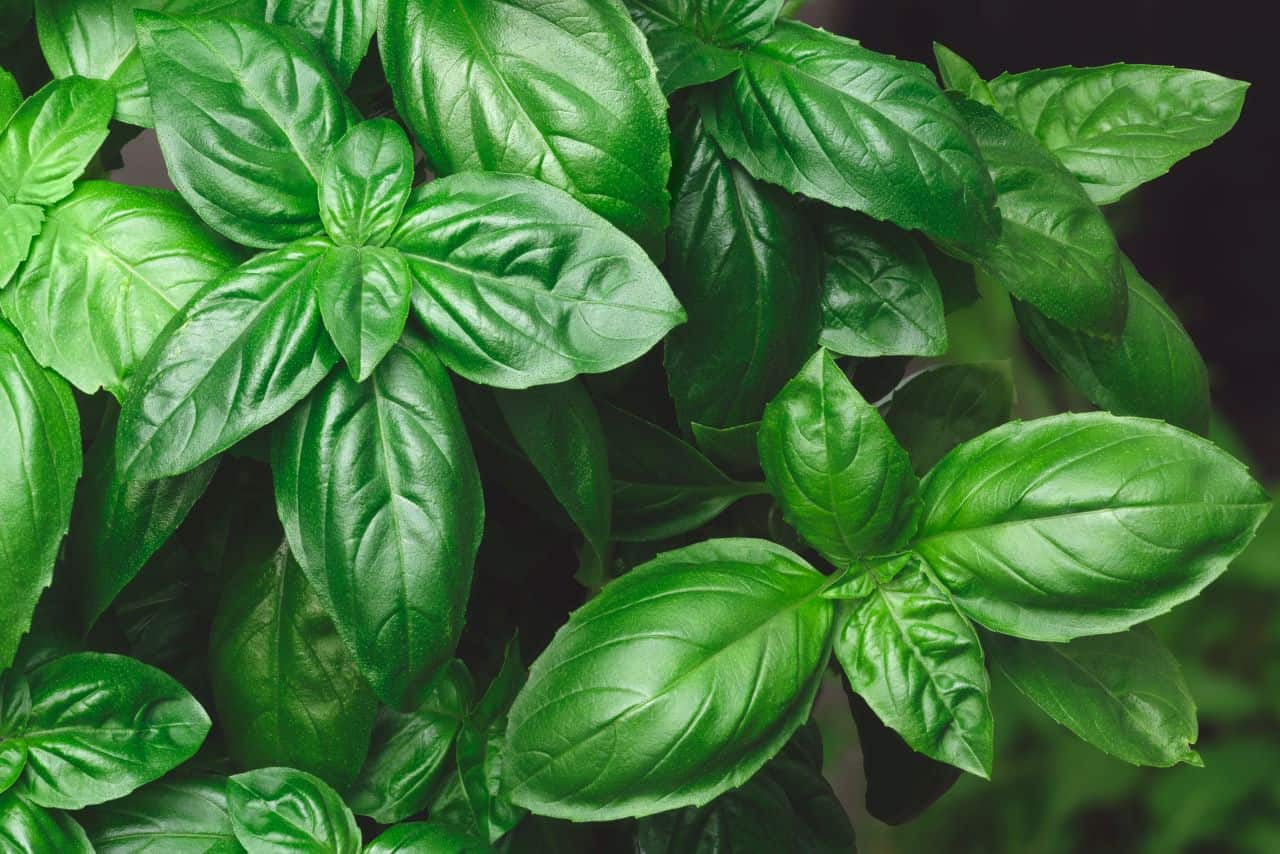 Planting, Growing, and Harvesting Basil - Cooks Harvest